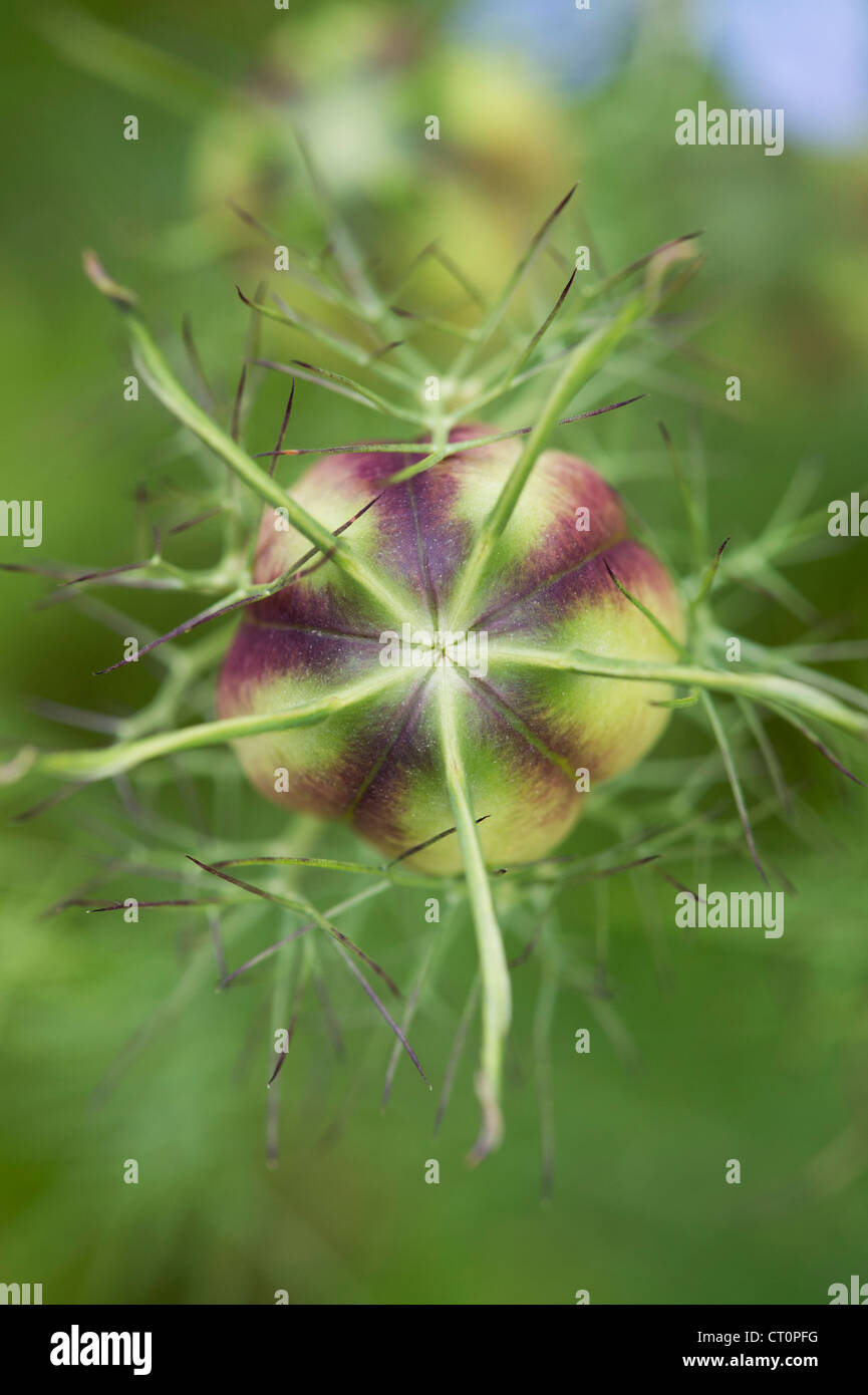 Nigella damascena. Love in a mist seed pods Stock Photo - Alamy