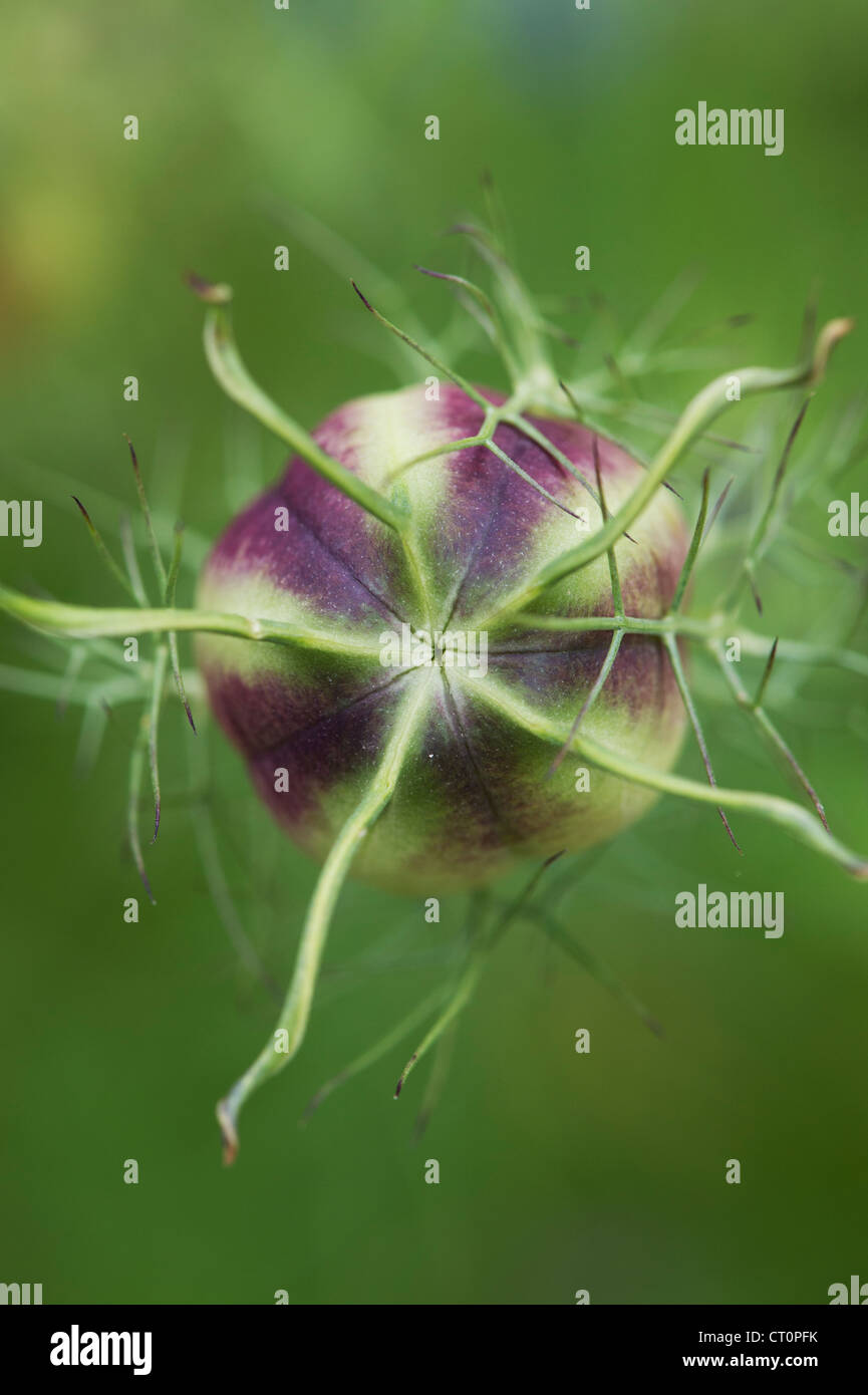 Nigella damascena. Love in a mist seed pods Stock Photo - Alamy