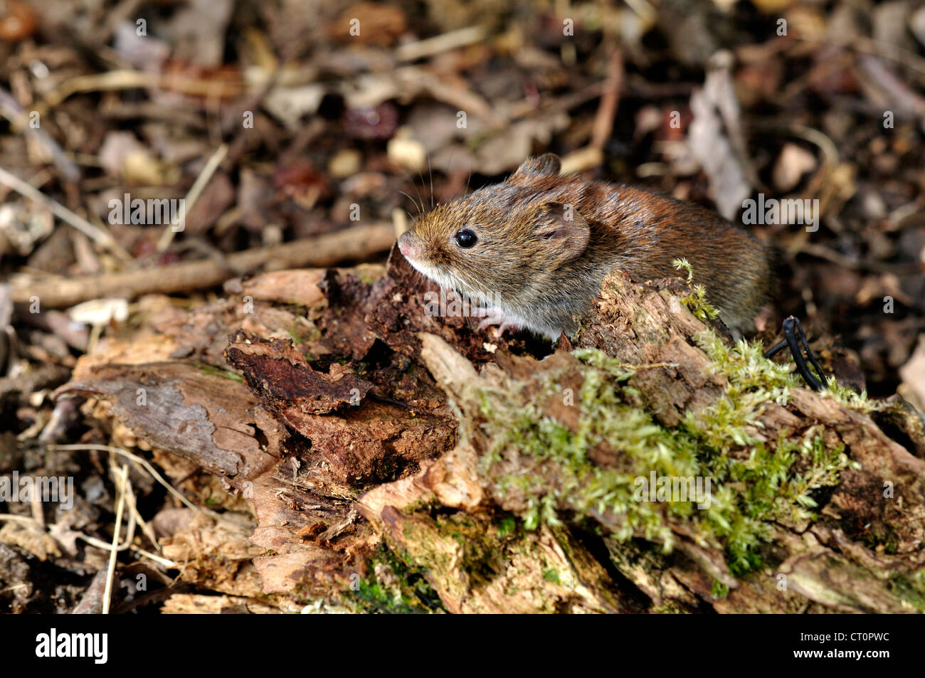 harvest mouse micromys minutes soricinus rodent mammal animal small ...