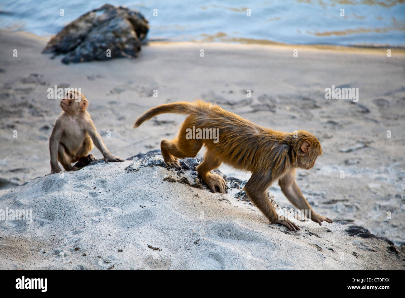 Monkeys near Ganga (Ganges ) river Stock Photo - Alamy
