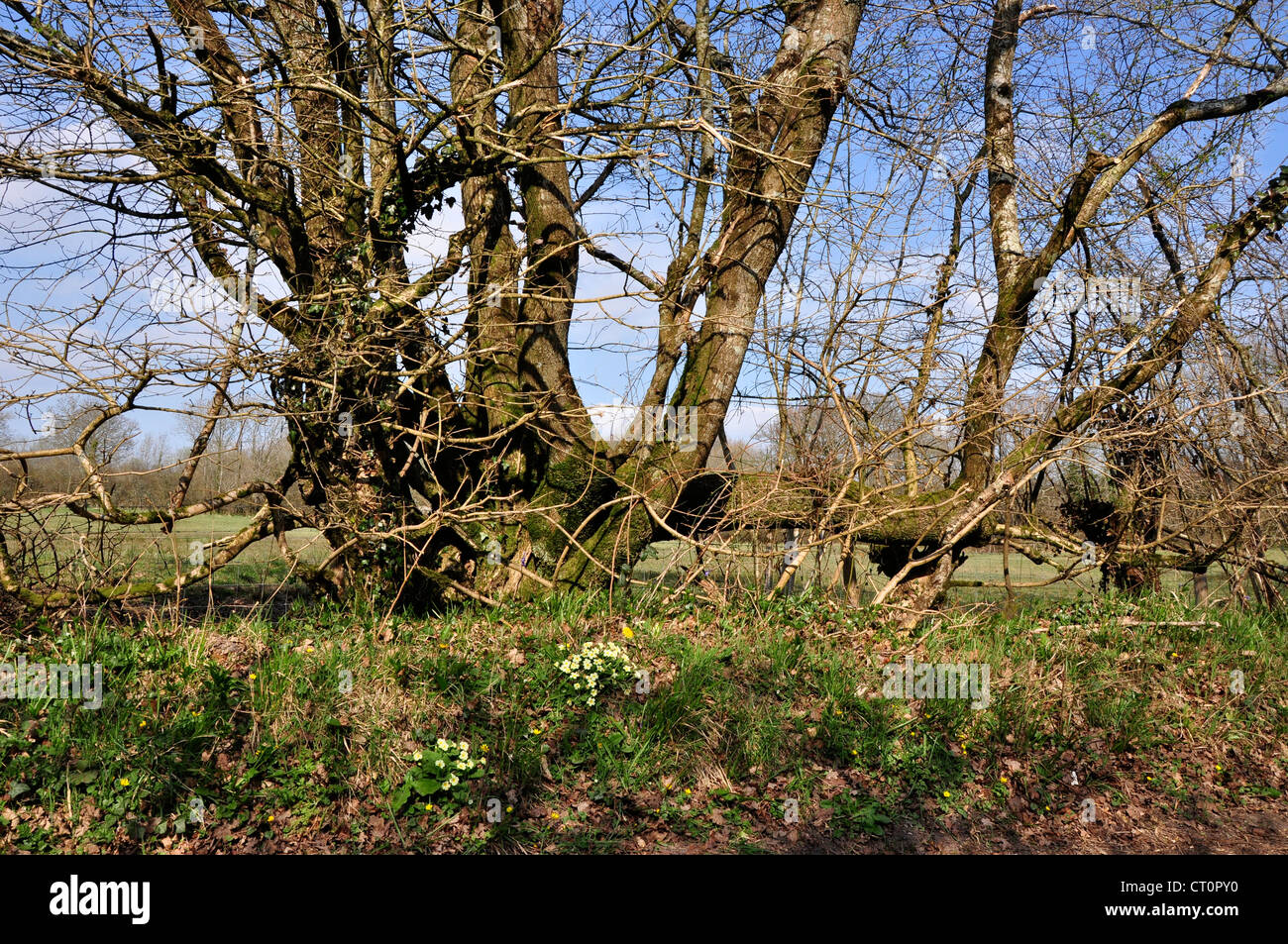 hedge bank Kingcombe Meadows nature reserve spring Stock Photo - Alamy