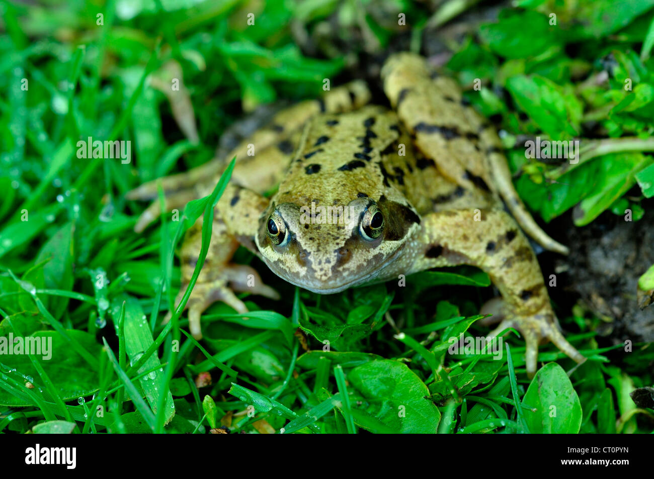 common frog amphibian amphibious rana temporaria Anura Ranidae Stock ...