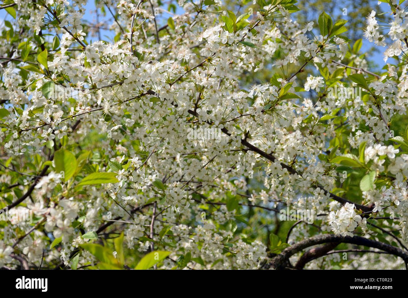 Closeup of white cherry tree twigs branches with many blooms Stock ...