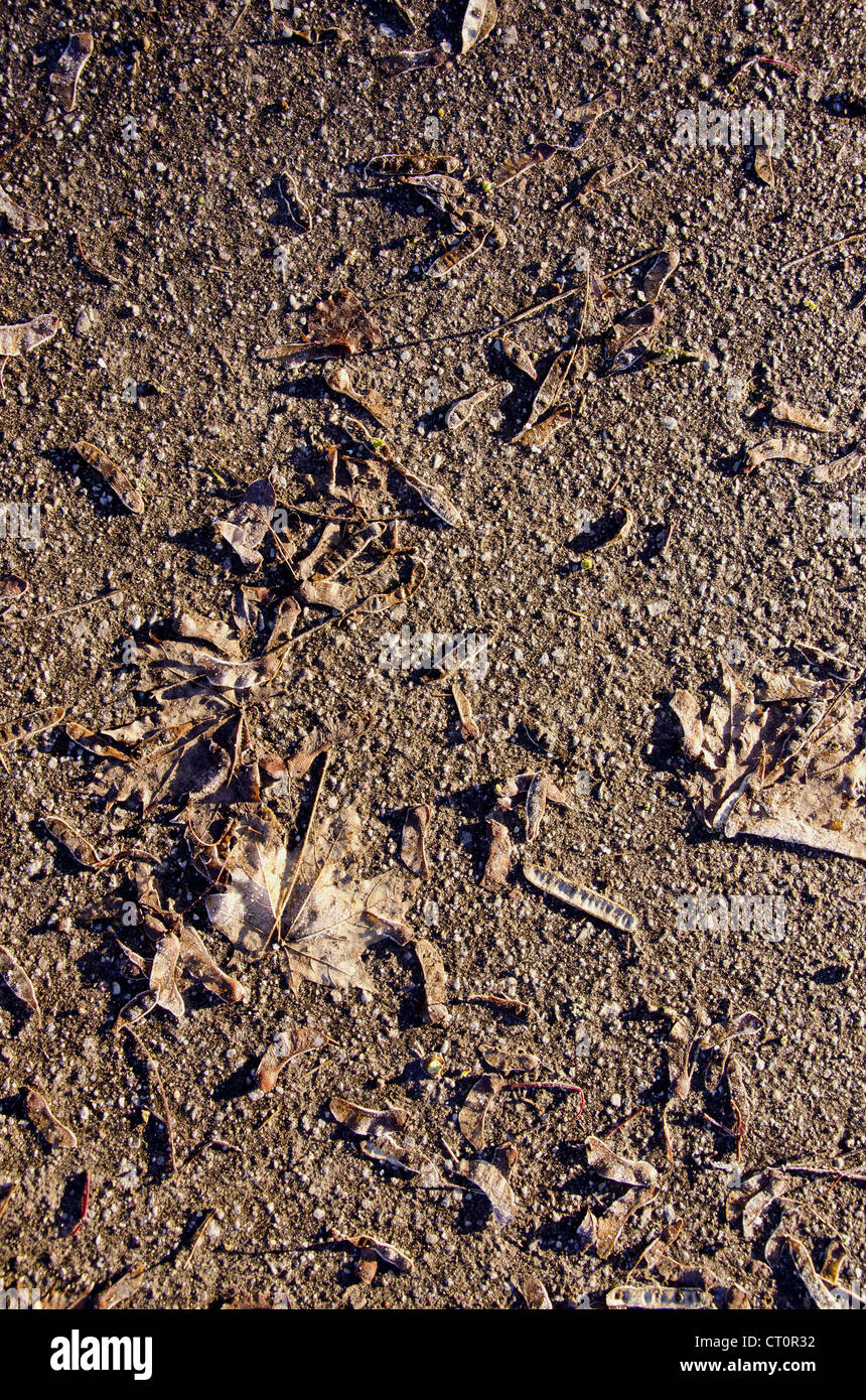 Closeup of maple leaves and seeds on asphalt sunlight backdrop ...
