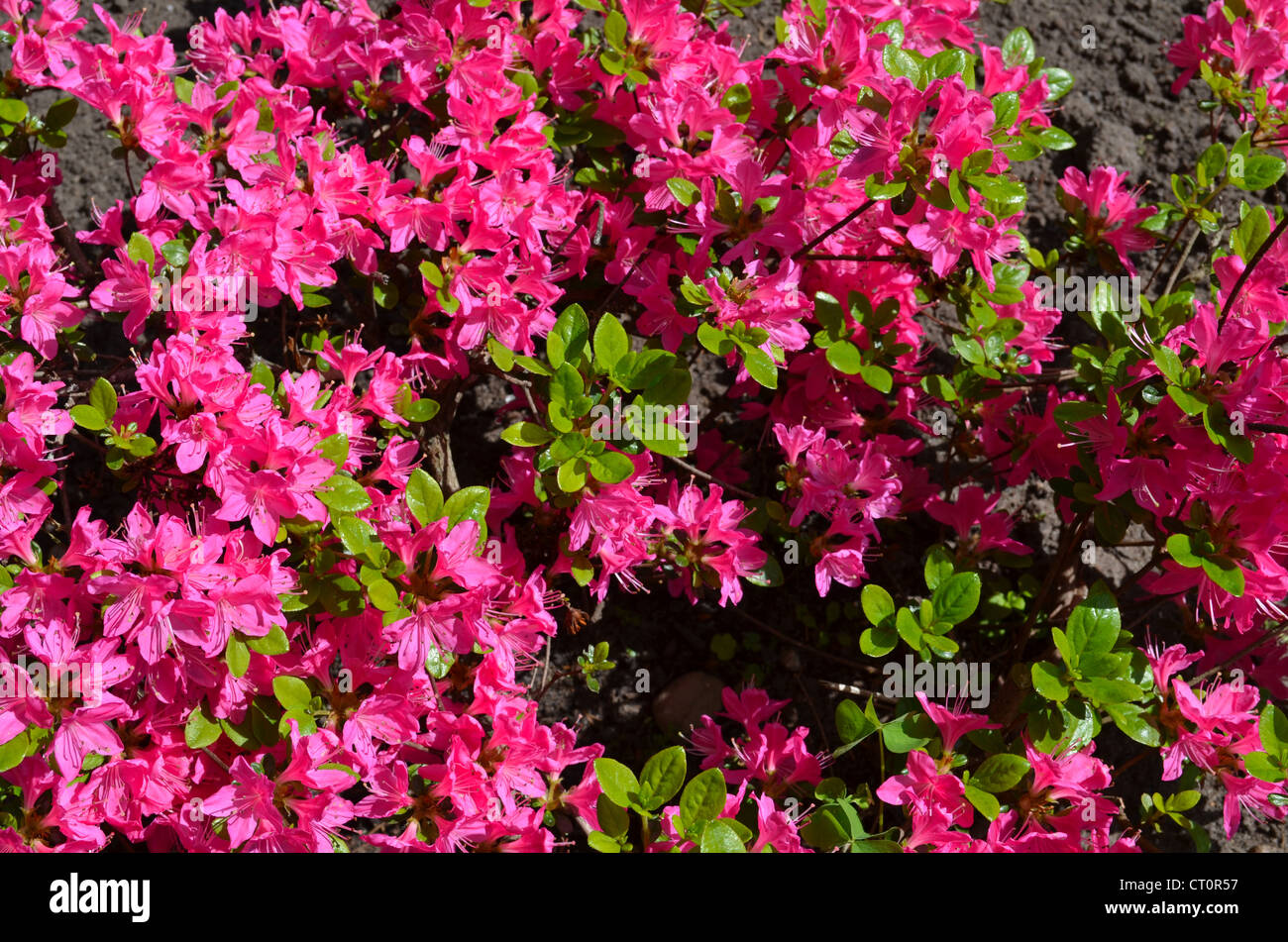 Background of red pink rhododendron rosebay close up vivid bright ...