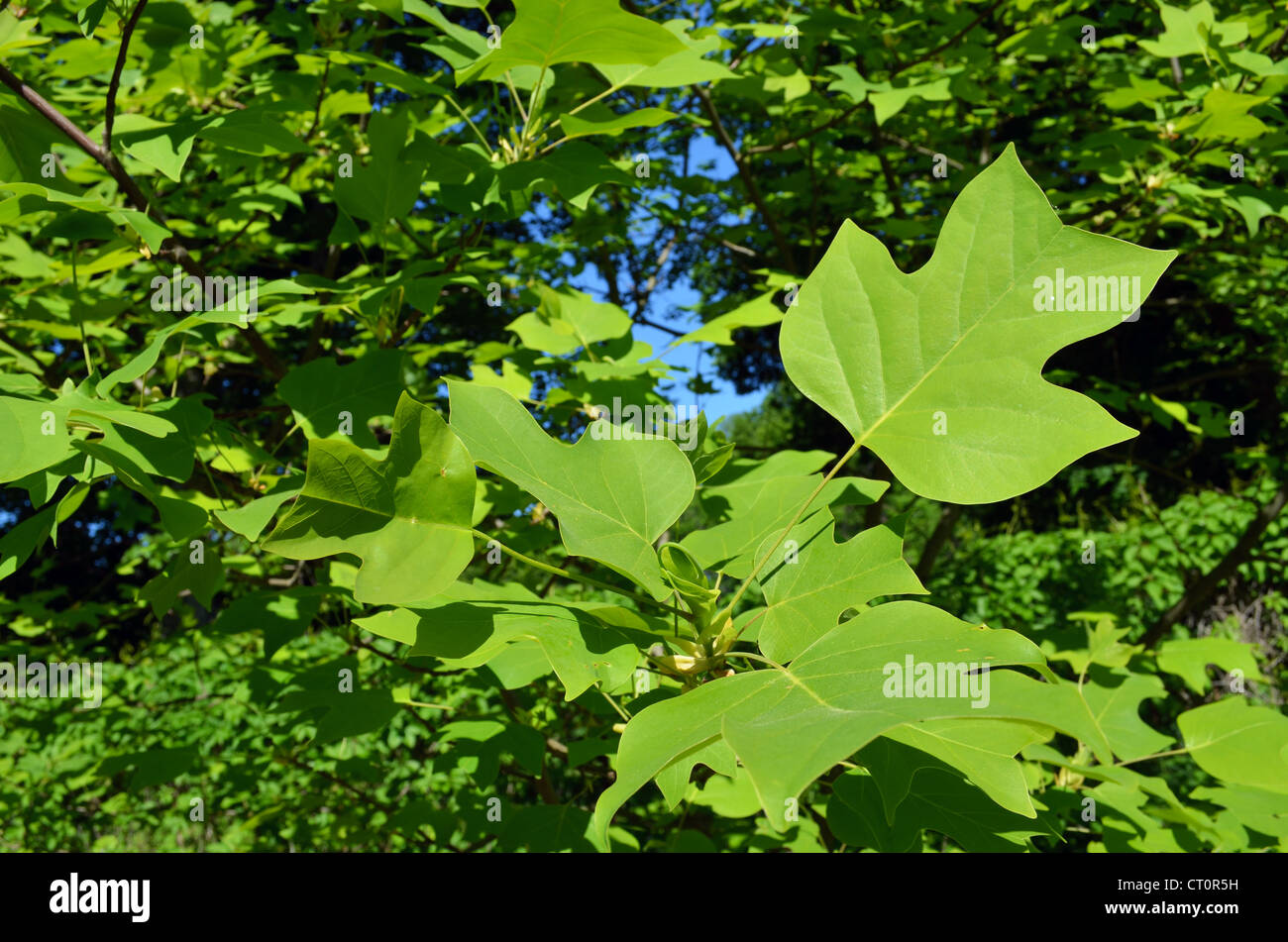 Beautiful shape hi-res stock photography and images - Alamy