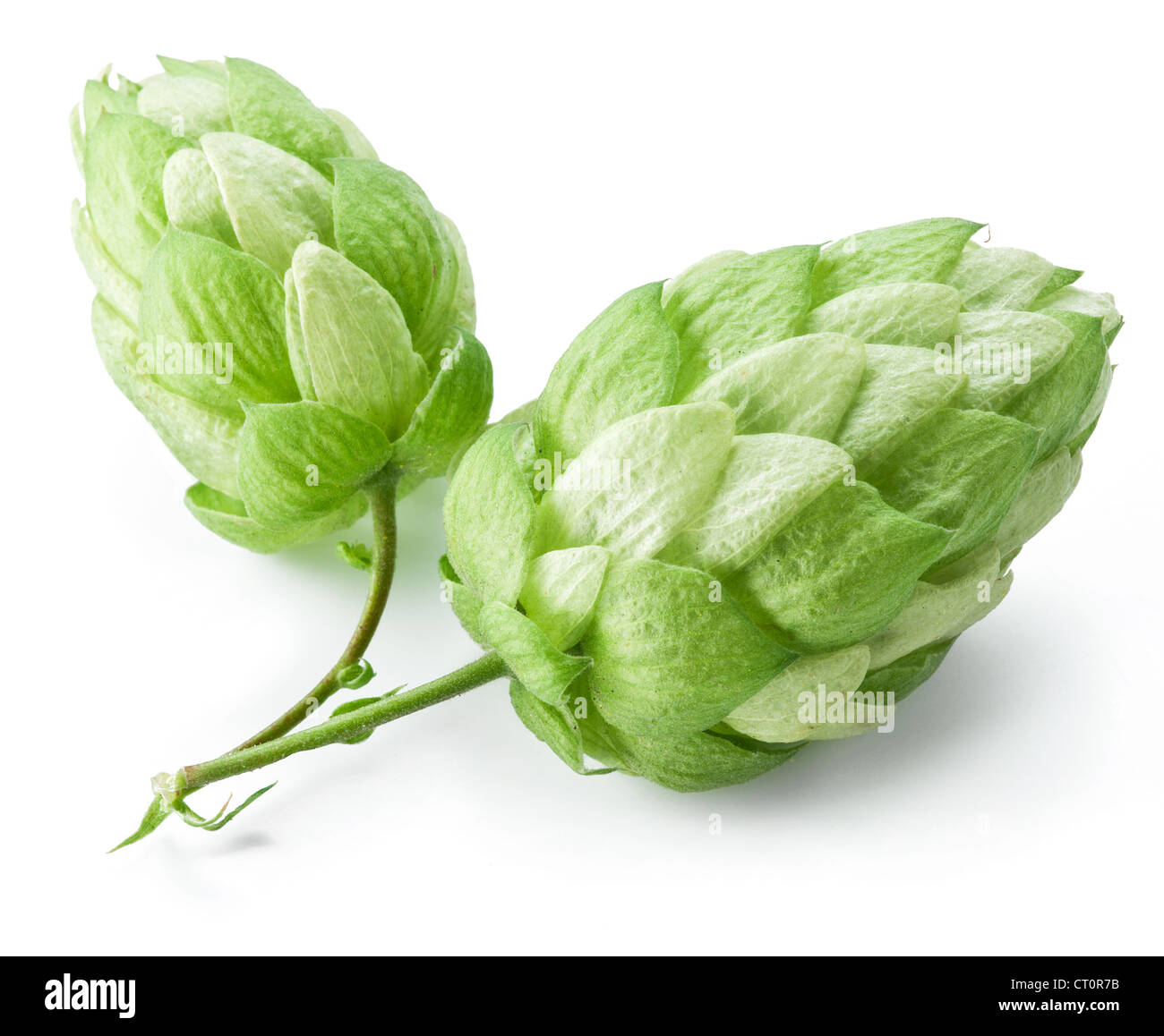 branch of hops on a white background Stock Photo - Alamy
