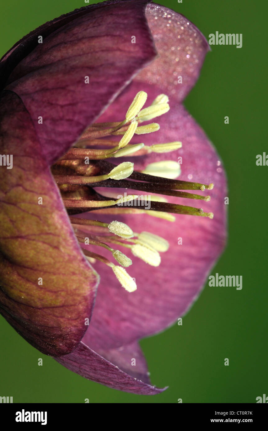 A beautiful single hellebore flower UK Stock Photo - Alamy
