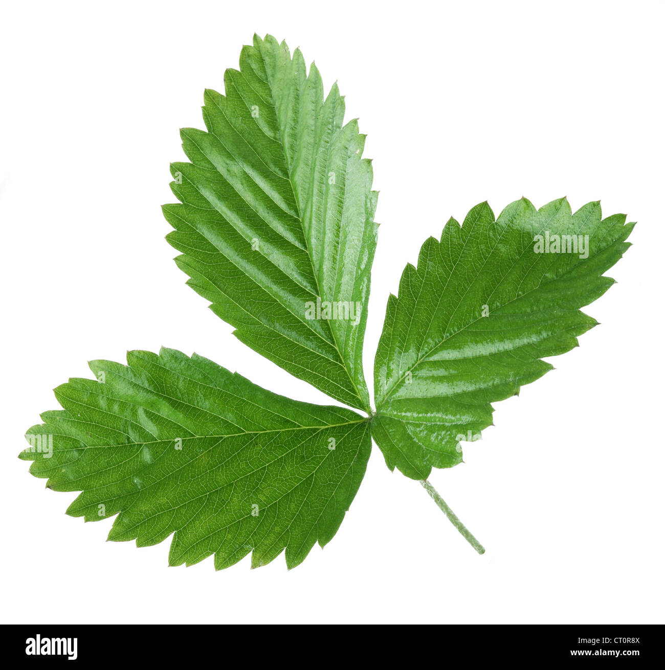 Strawberry bass Cut Out Stock Images & Pictures - Alamy