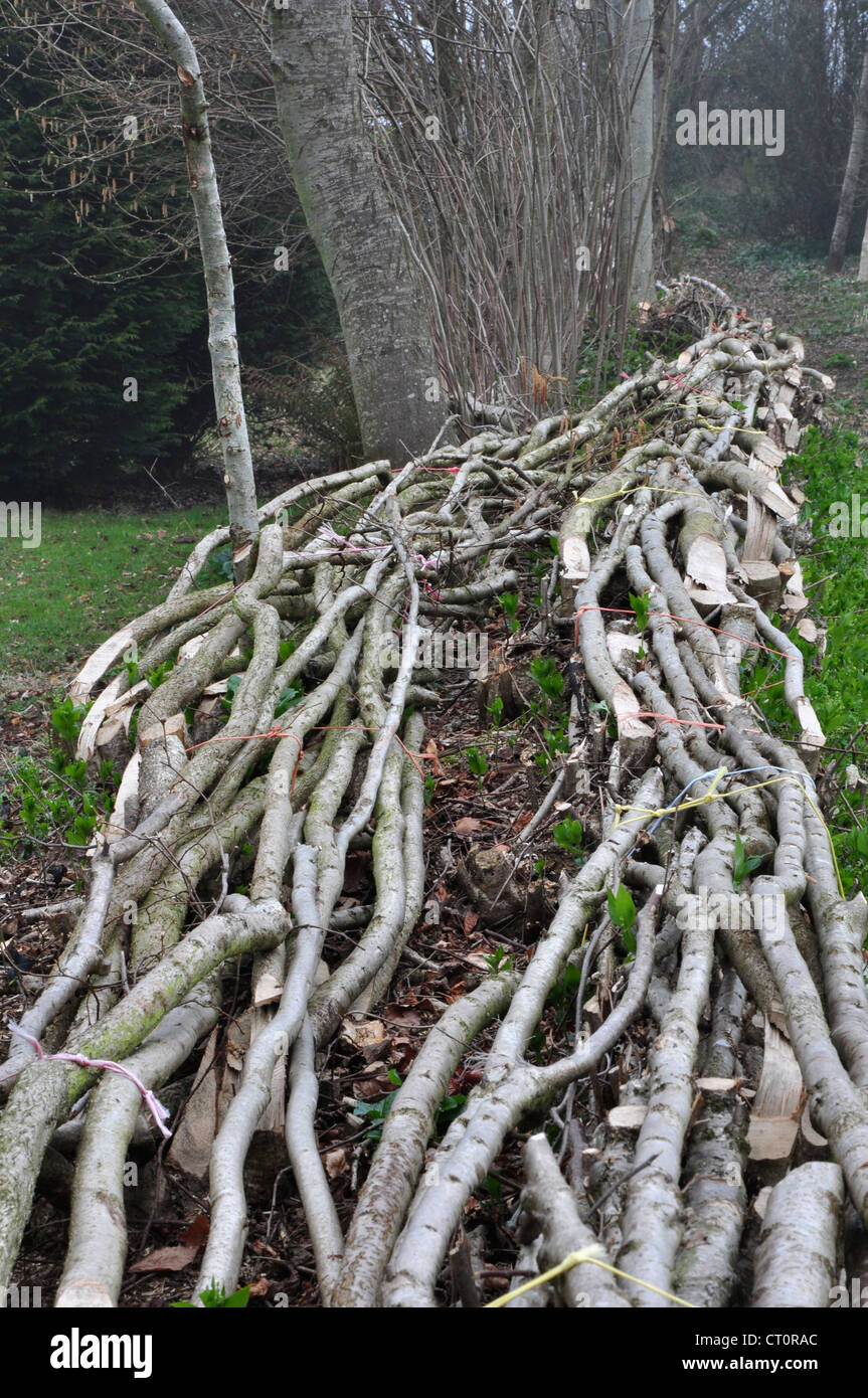 Laying hedge dorset hi-res stock photography and images - Alamy