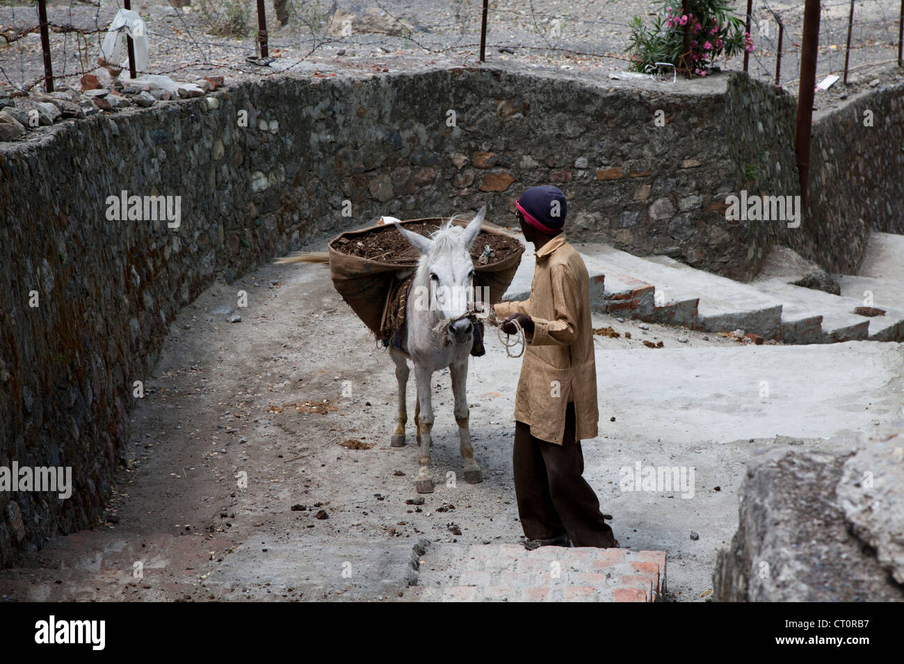 A donkey deliver construction materials Stock Photo - Alamy