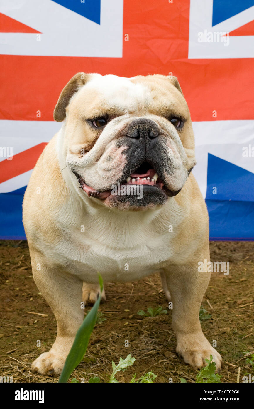 British Bulldog with union jack flag Stock Photo - Alamy