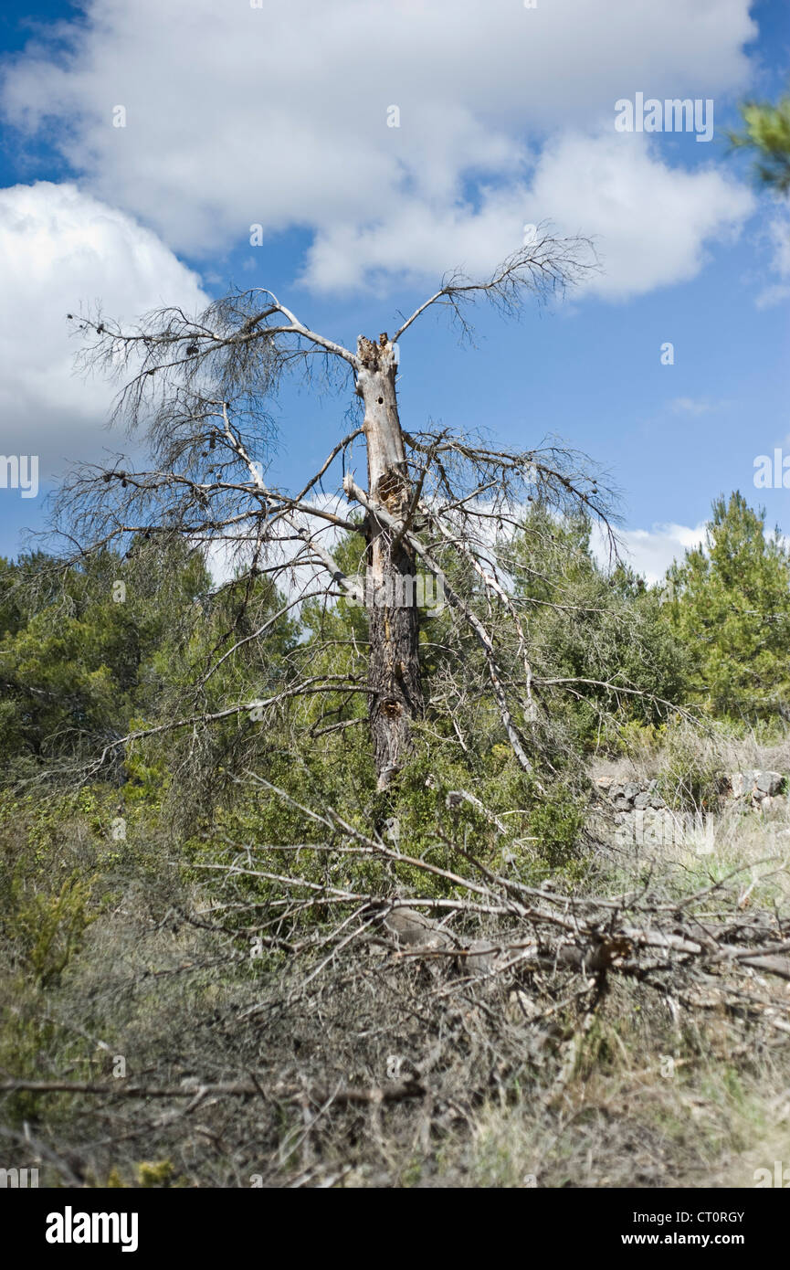 Dry wood from dead hi-res stock photography and images - Alamy