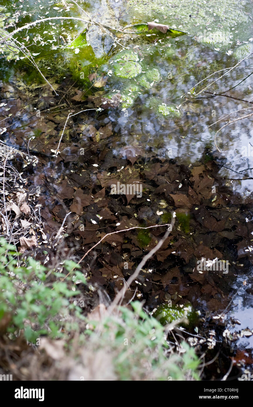 Stagnant water hi-res stock photography and images - Alamy