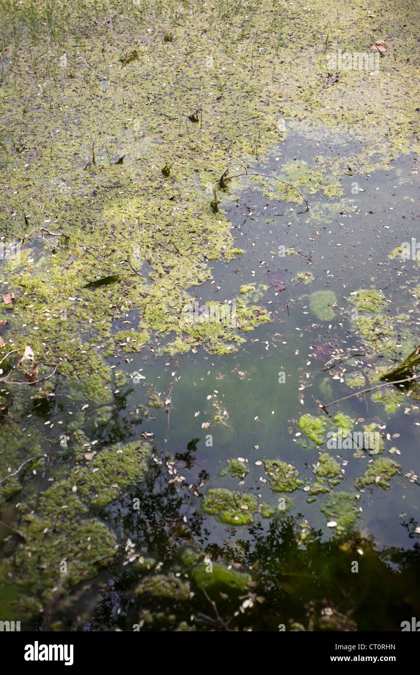 Water backwater hi-res stock photography and images - Alamy