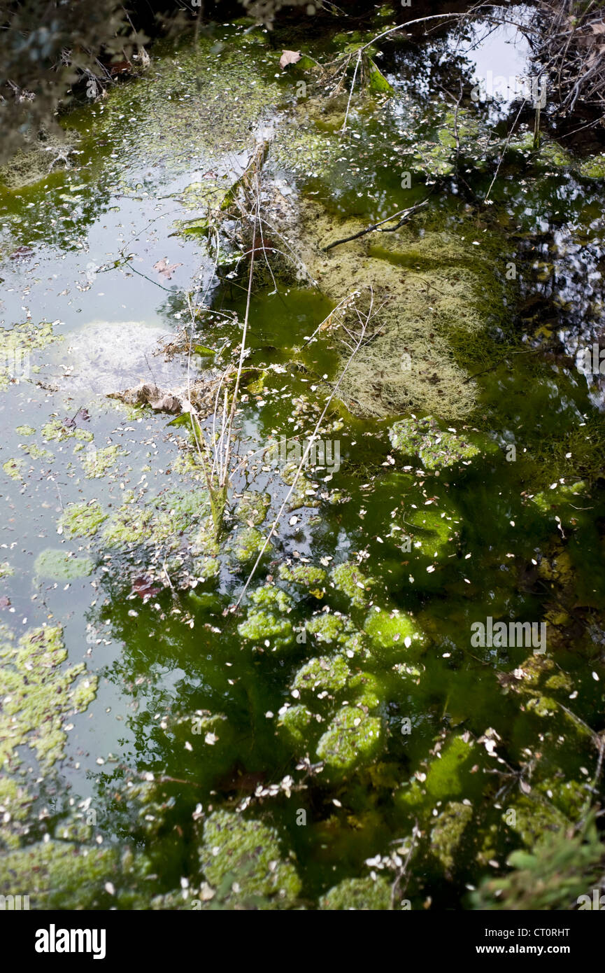 Stagnant water hi-res stock photography and images - Alamy