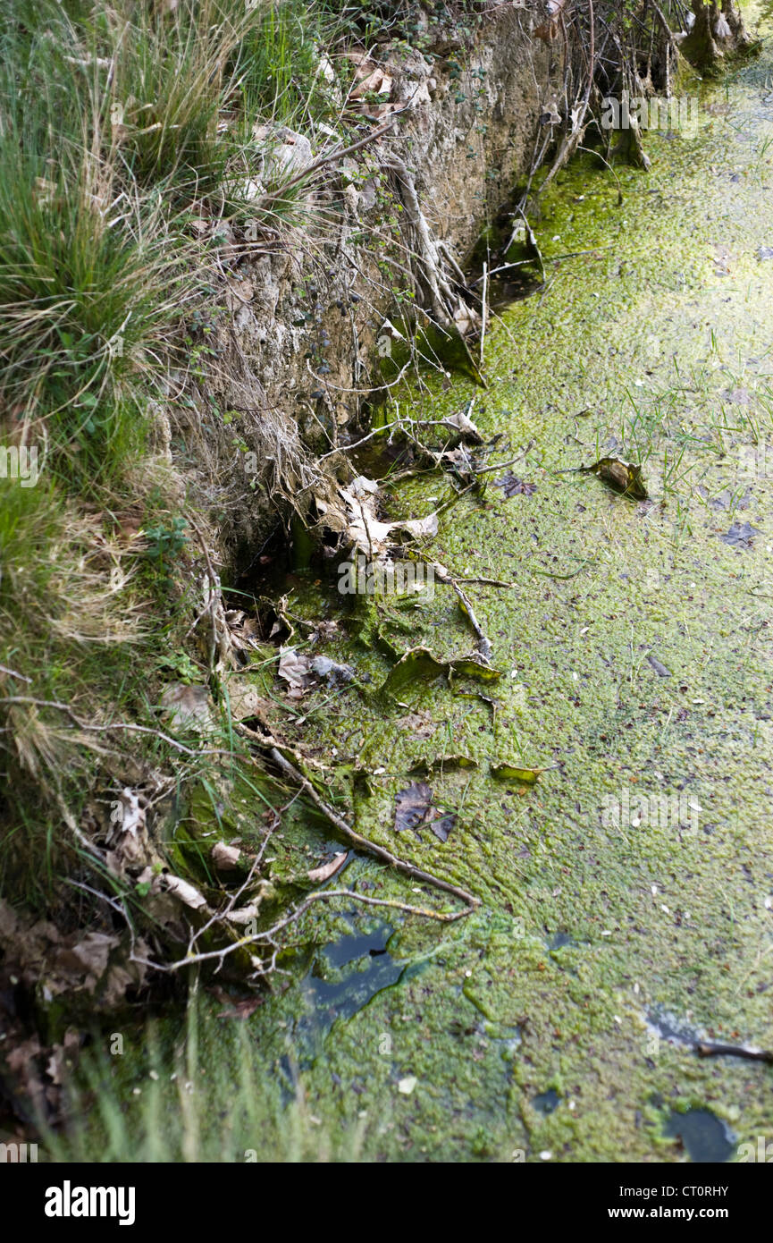 Stagnant water hi-res stock photography and images - Alamy