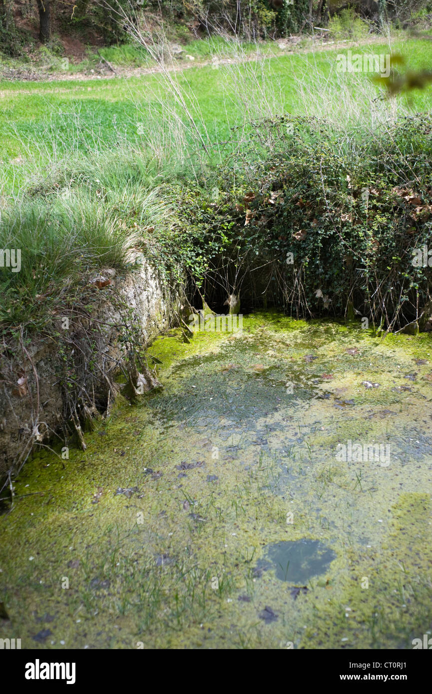 Stagnant water hi-res stock photography and images - Alamy