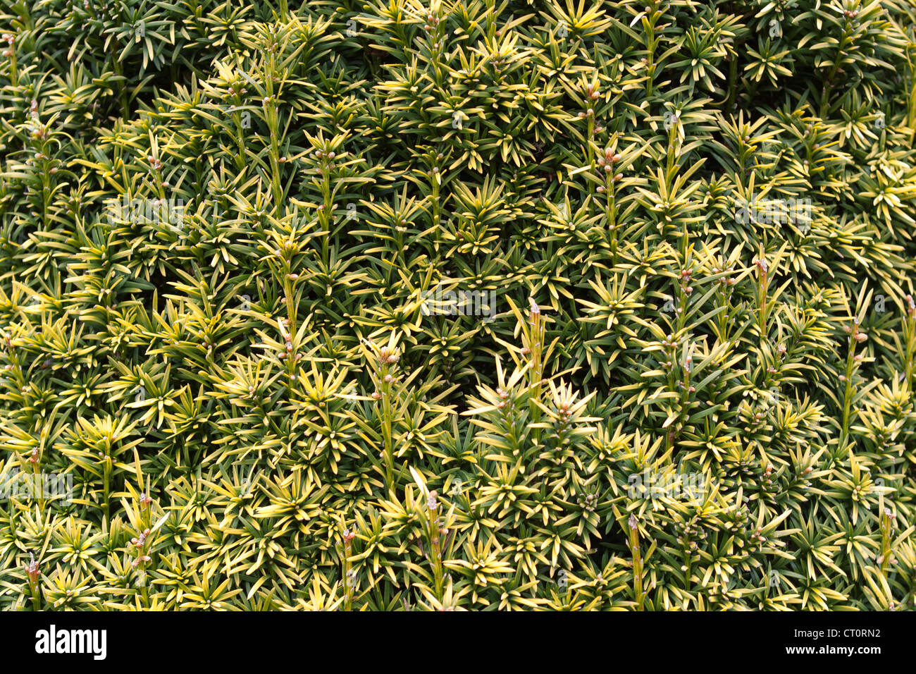 Tree taxus baccata hi-res stock photography and images - Alamy