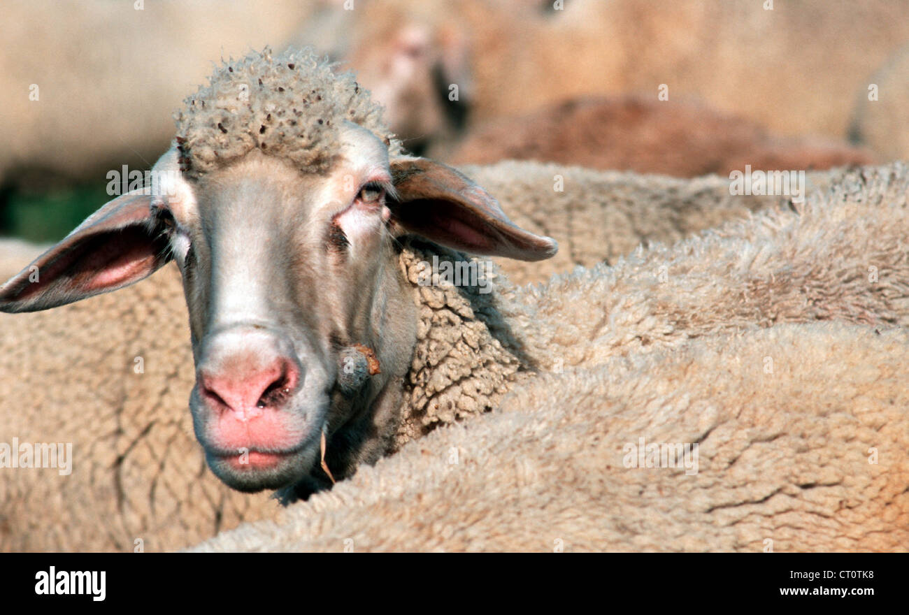 Funny looking sheep Stock Photo - Alamy