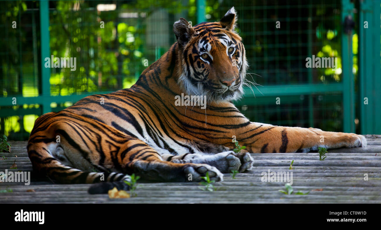 Tiger at Paradise Wildlife Park, Broxbourne Stock Photo - Alamy