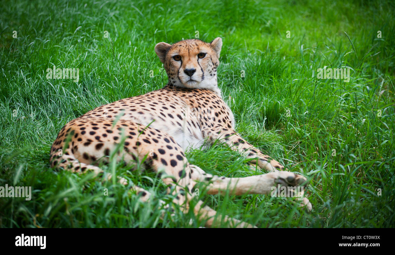Cheetah at Paradise Wildlife Park, Broxbourne Stock Photo - Alamy