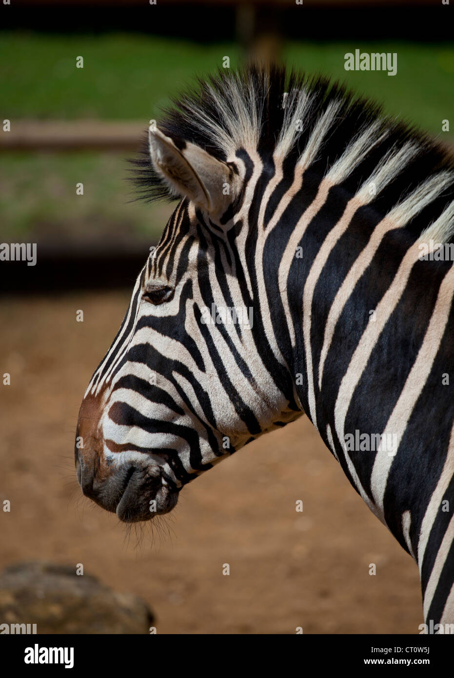 Paradise park and broxbourne hi-res stock photography and images - Alamy