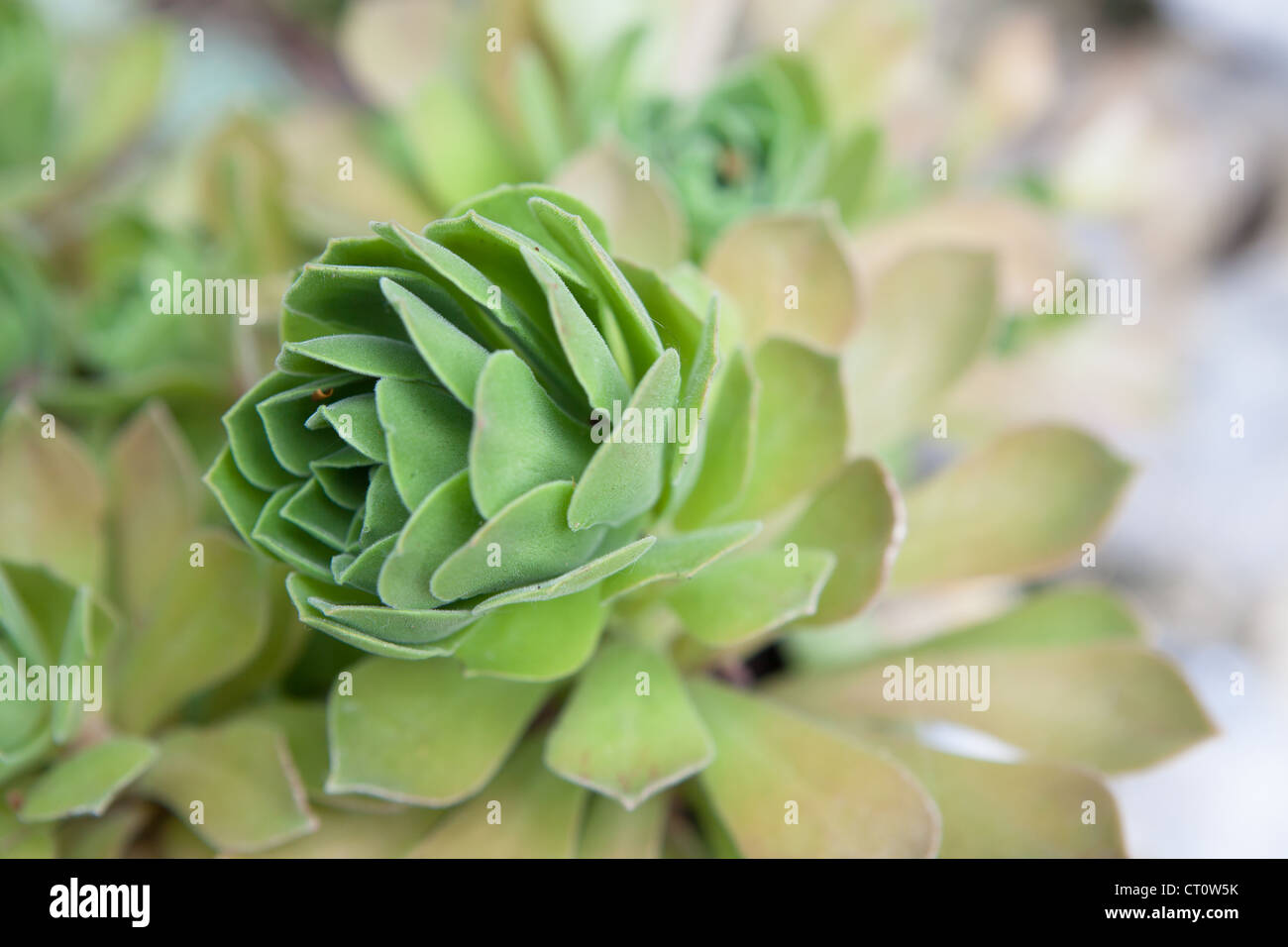 Aeonium arboreum, syn. Sempervivum arboreum (houseleek tree Stock Photo ...