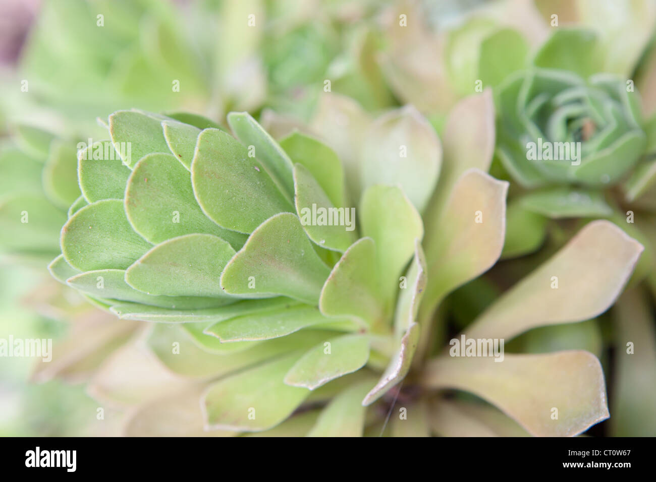 Aeonium arboreum, syn. Sempervivum arboreum (houseleek tree Stock Photo ...