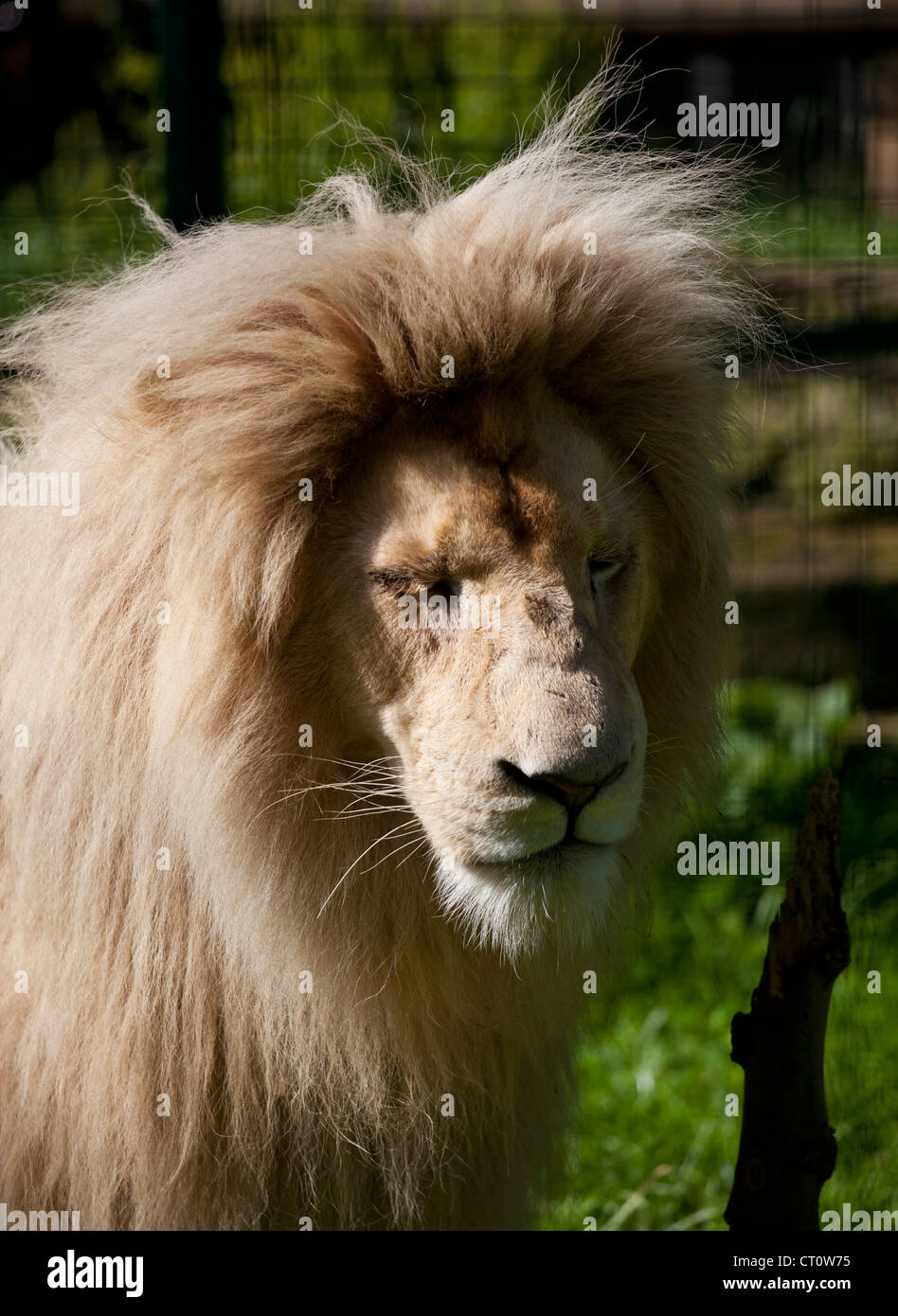 White lion at Paradise Wildlife Park, Broxbourne Stock Photo - Alamy