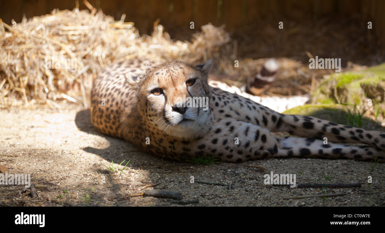 Cheetah at Paradise Wildlife Park, Broxbourne Stock Photo - Alamy