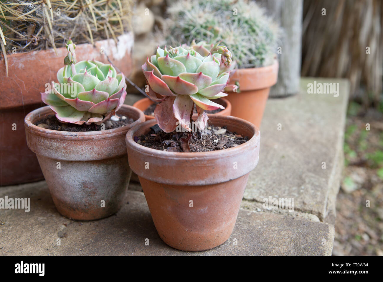 Echeveria hi-res stock photography and images - Alamy