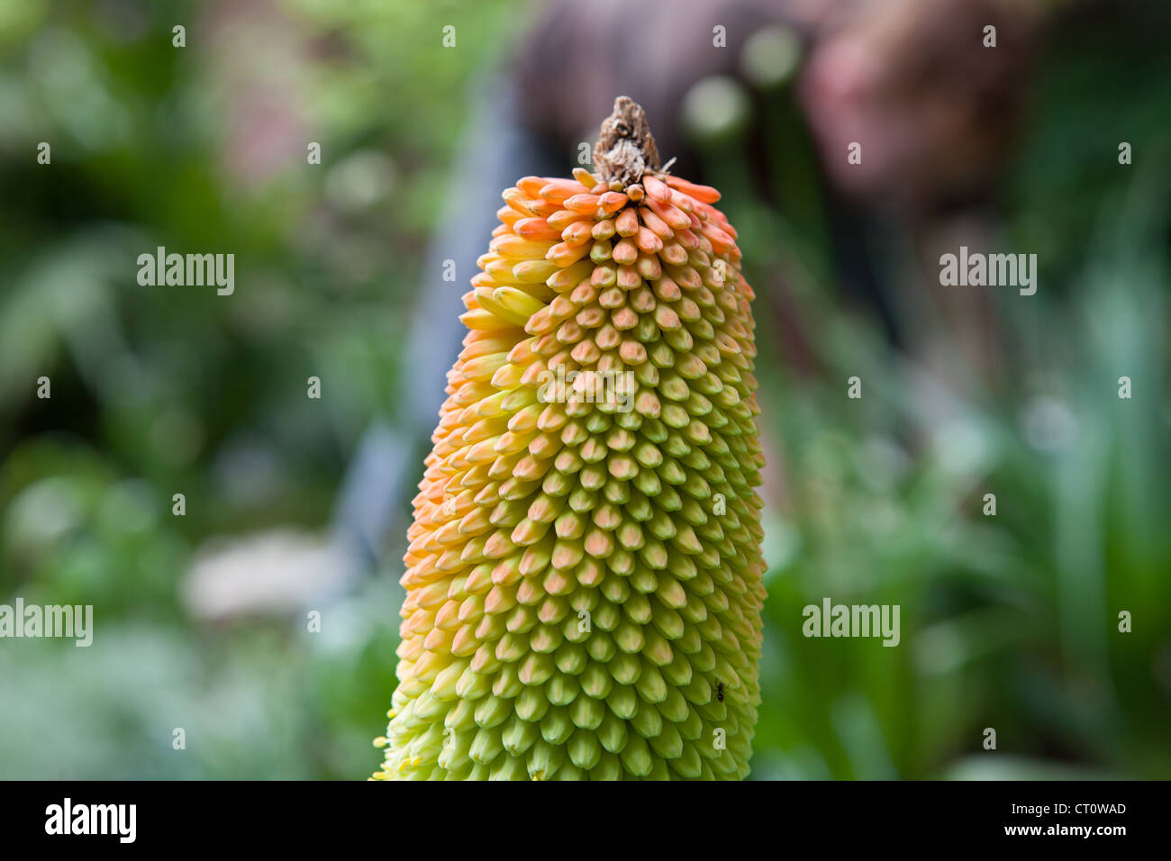 Kniphofia northiae - Giant Poker Stock Photo - Alamy