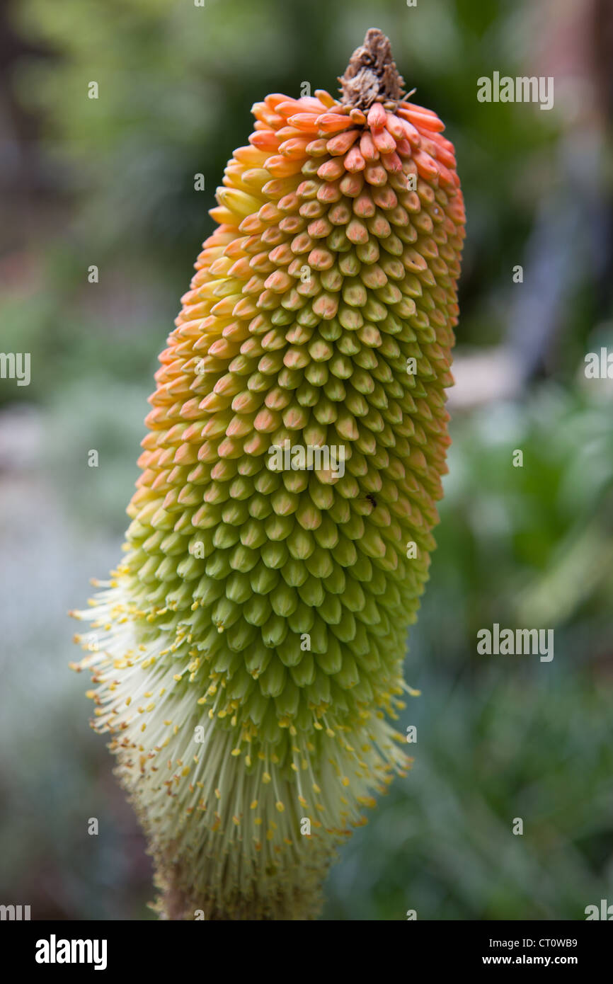 Kniphofia northiae octopus red hot poker hi-res stock photography and ...