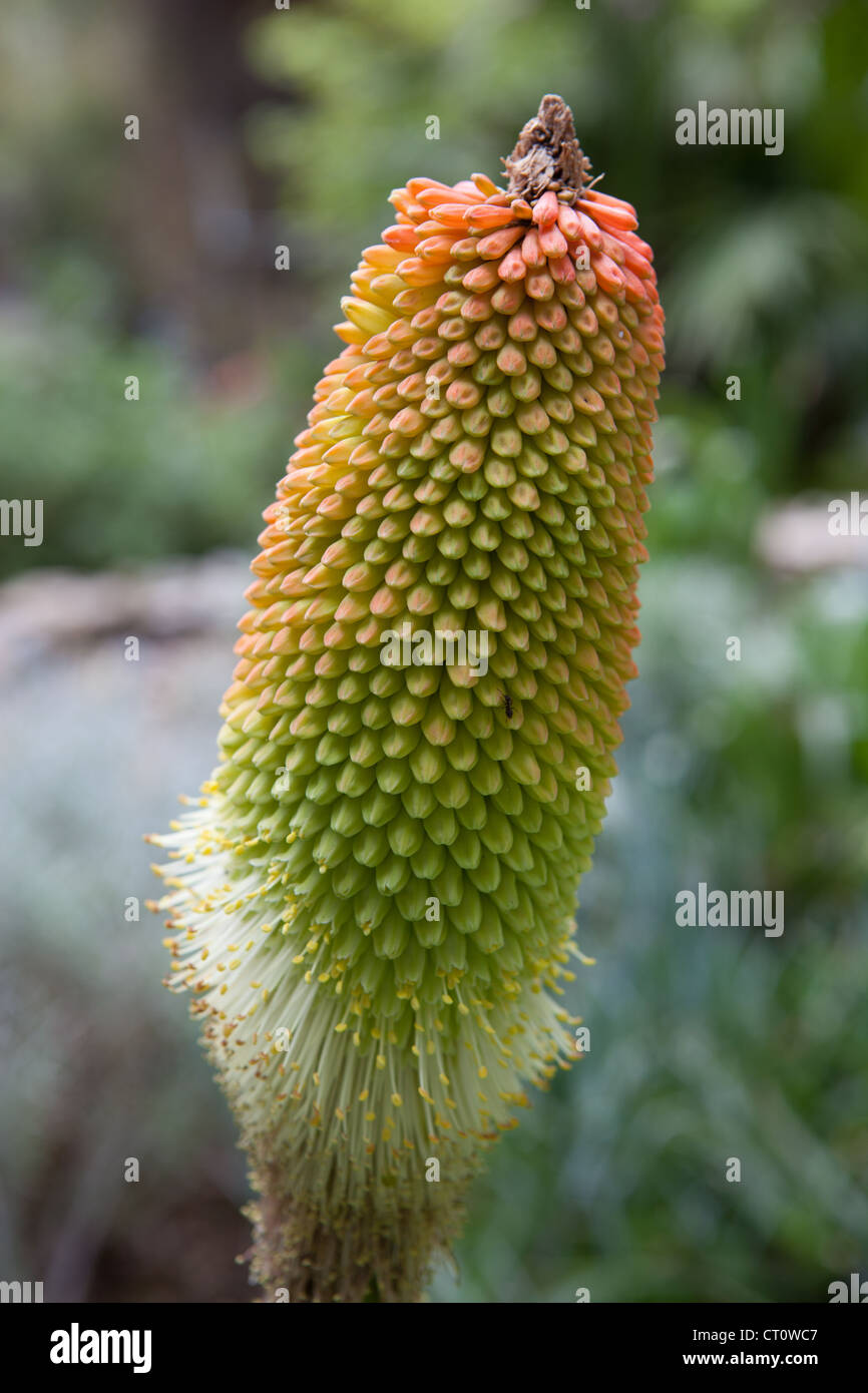 Kniphofia northiae - Giant Poker Stock Photo - Alamy