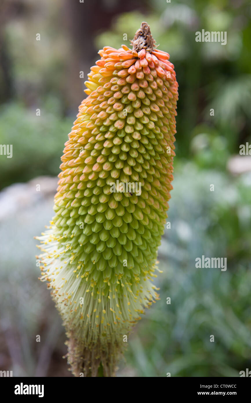 Kniphofia northiae - Giant Poker Stock Photo - Alamy