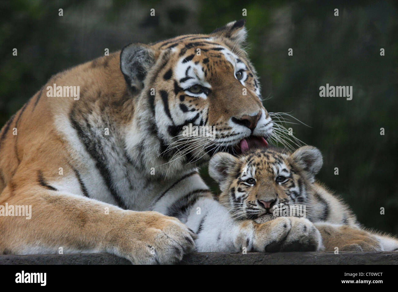 Licking tiger hi-res stock photography and images - Alamy