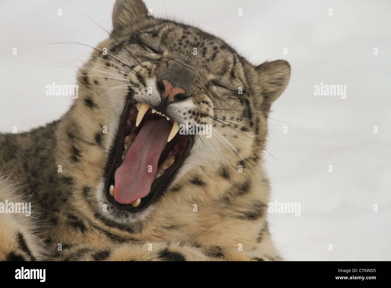 Panthera Uncia High Resolution Stock Photography and Images - Alamy
