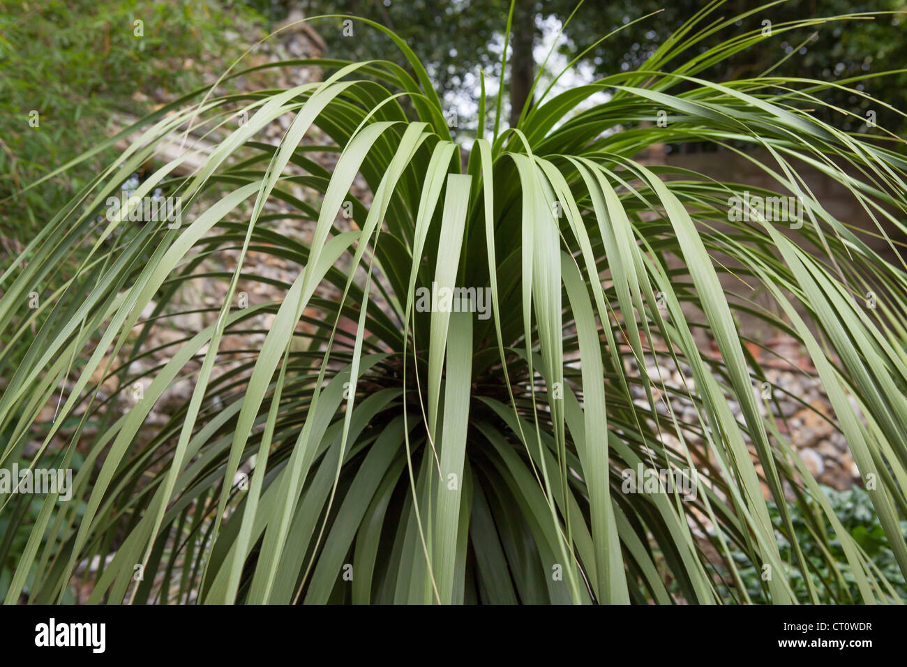 Oaxacan Tree Nolina, Mexican Grass Tree Nolina longifolia Stock Photo ...