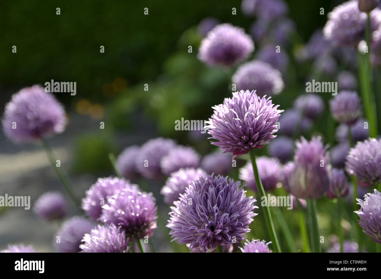Chives Allium schoenoprasum Stock Photo - Alamy