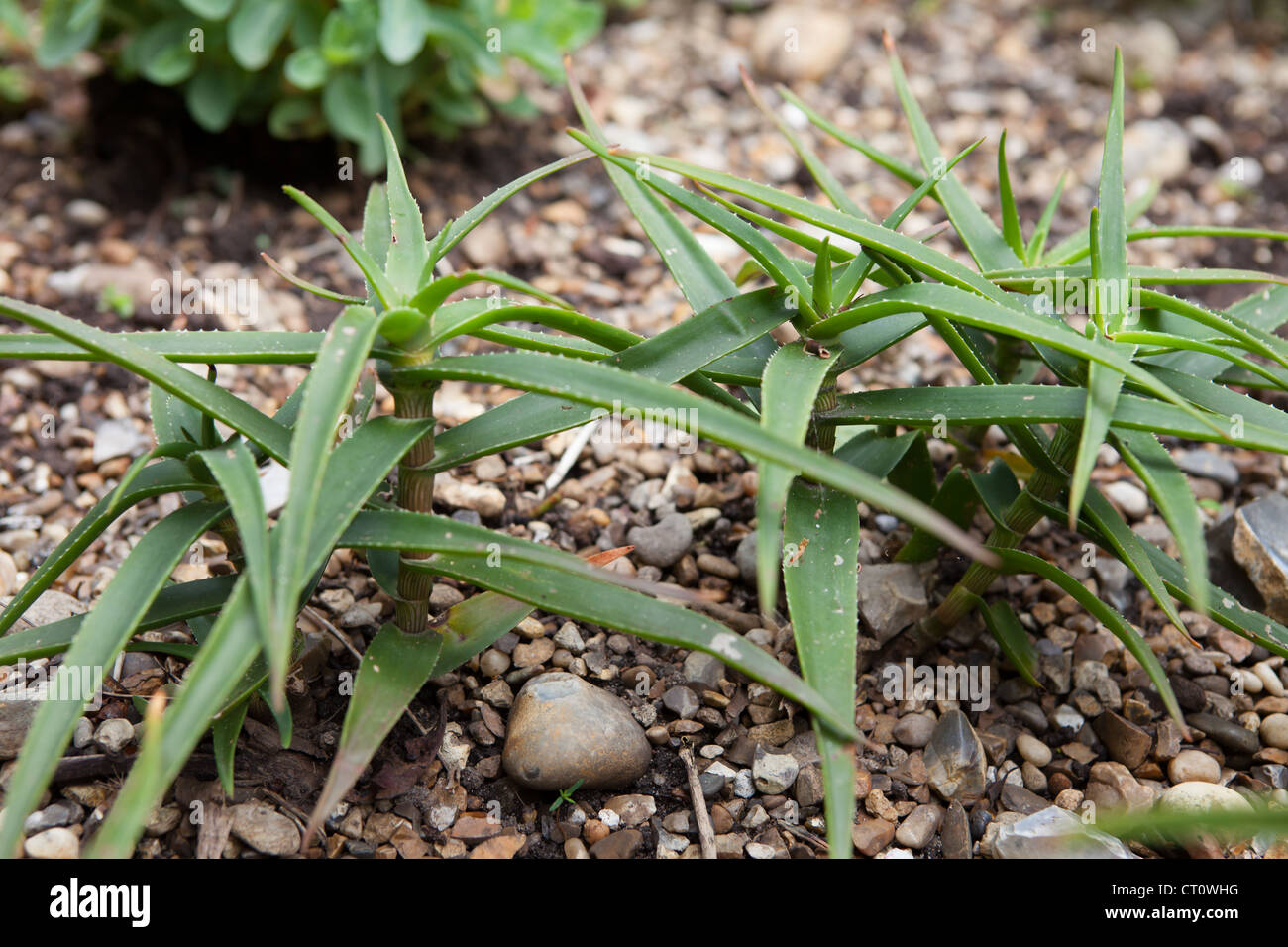 Aloe striatula (the Hardy Aloe or Coral Aloe Stock Photo - Alamy