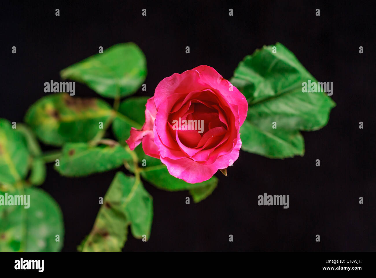 Beautiful rose close-up Stock Photo - Alamy