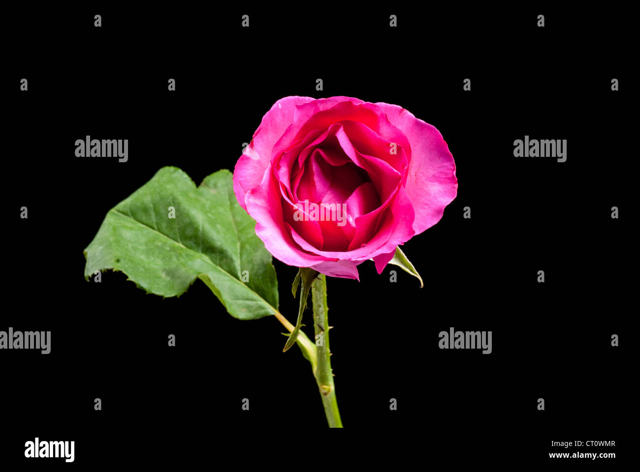 Beautiful rose close-up Stock Photo - Alamy