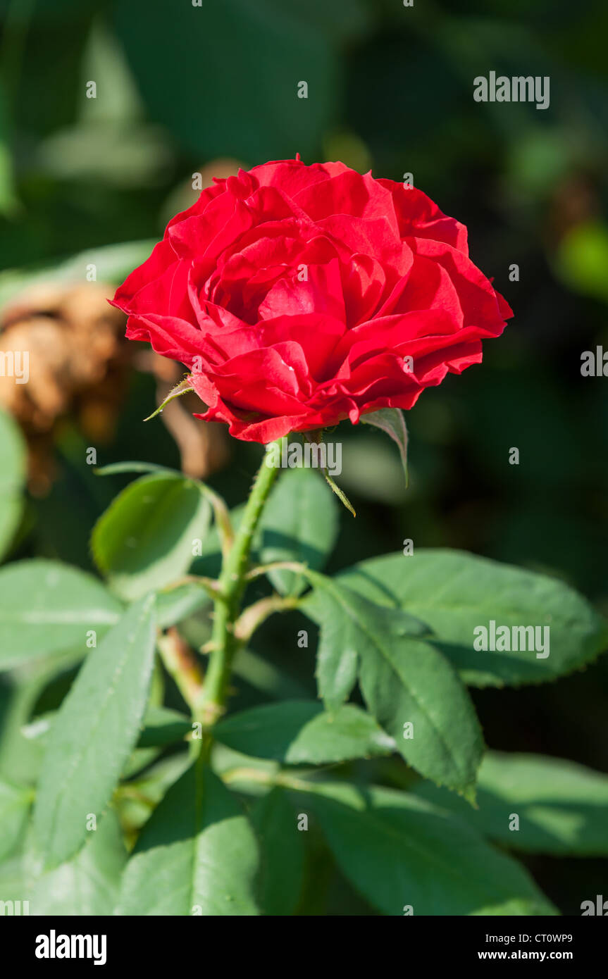 Beautiful rose close-up Stock Photo - Alamy