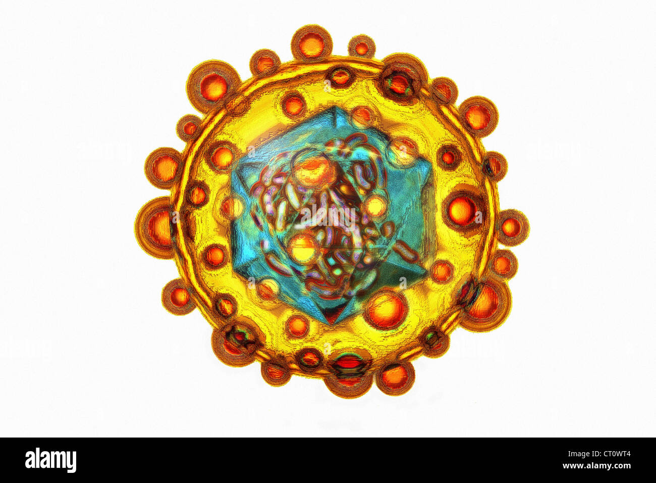 HEPATITIS B VIRUS Stock Photo - Alamy