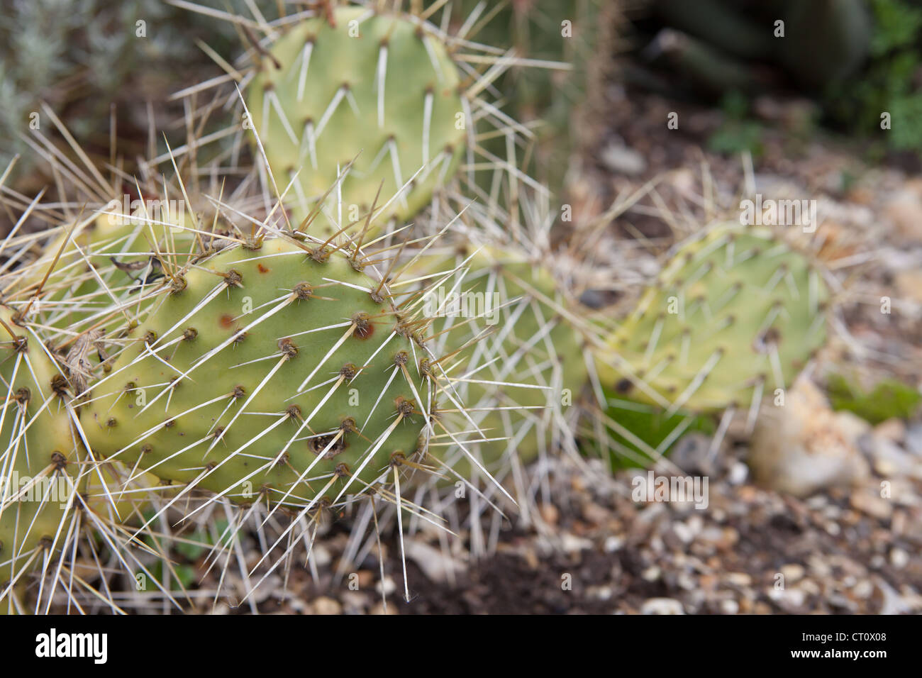 Opuntia species Cactus Stock Photo - Alamy