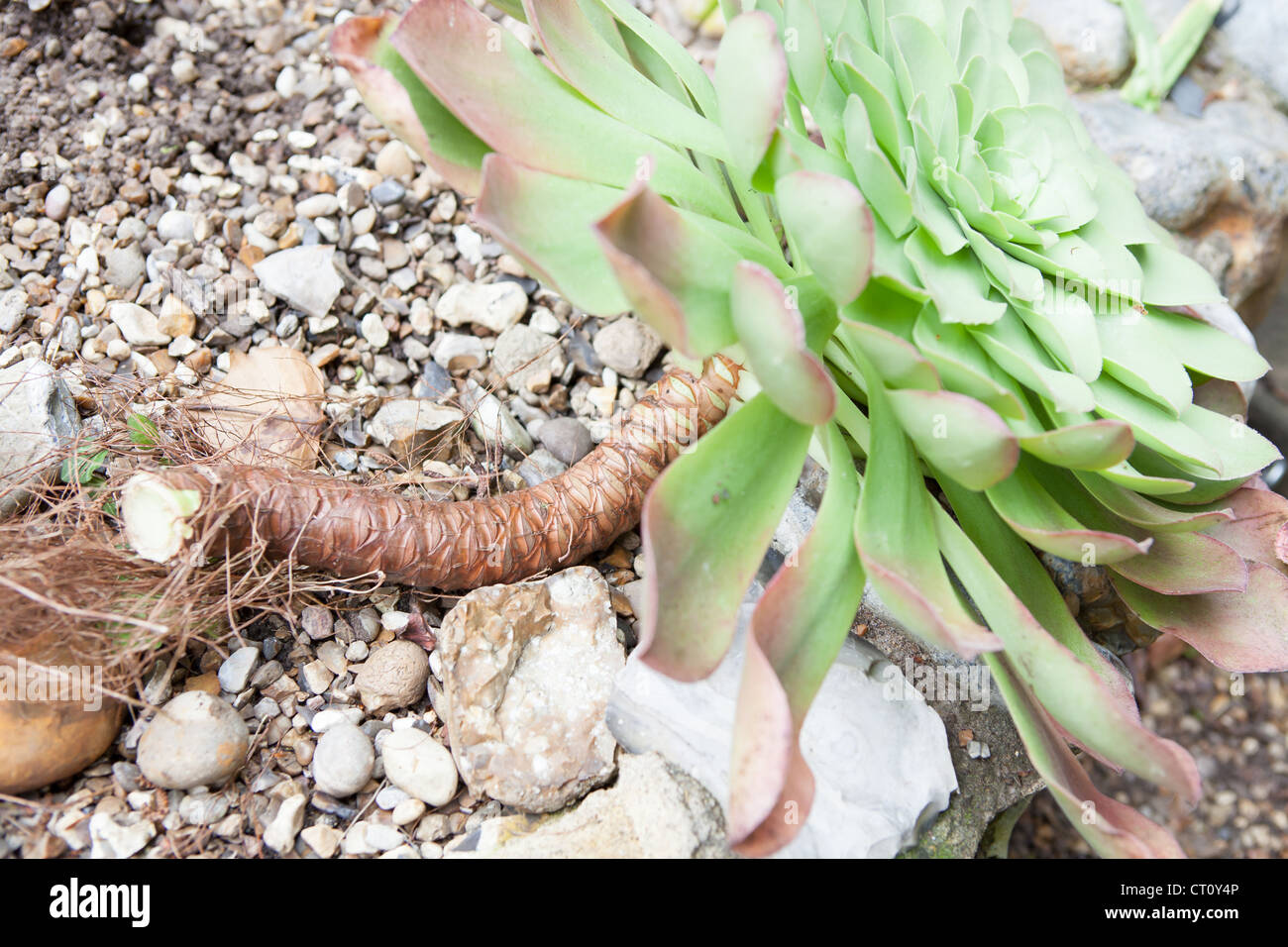 Aeonium arboreum, syn. Sempervivum arboreum (houseleek tree Stock Photo ...