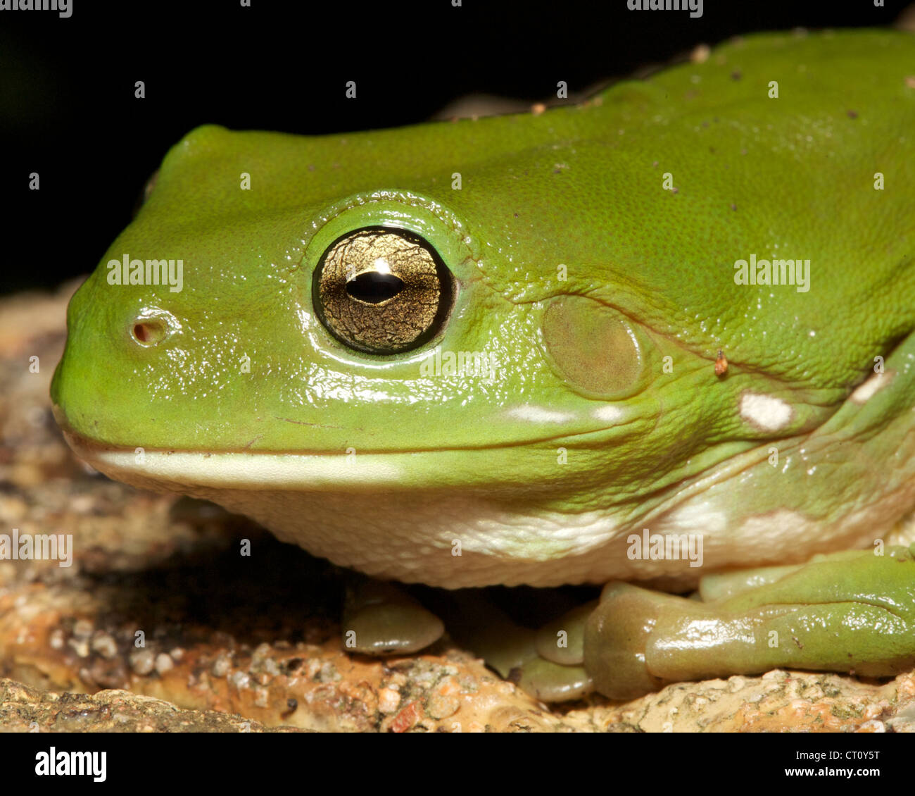 Closeup of amphibian hi-res stock photography and images - Alamy