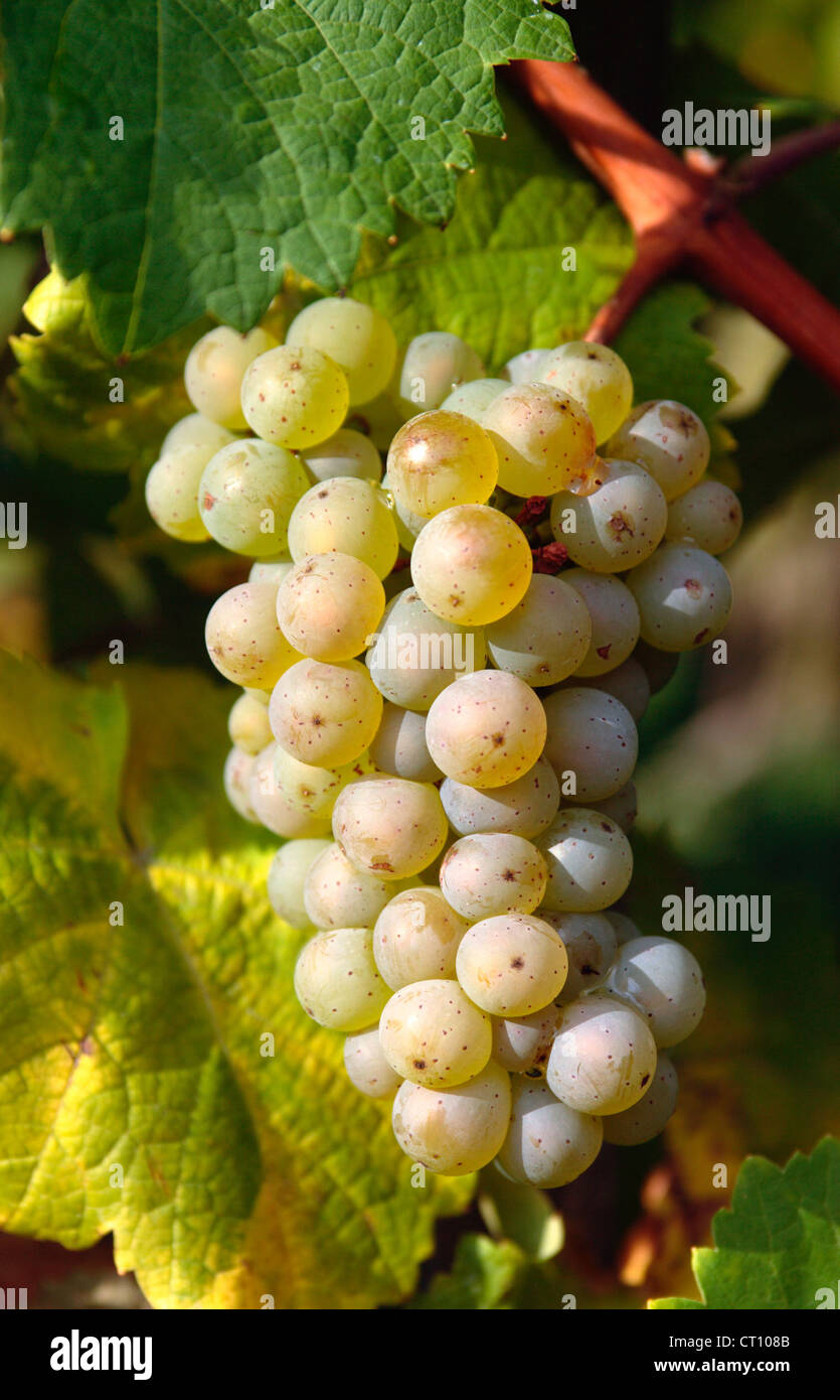 Ripe Riesling grapes on the vine Stock Photo - Alamy