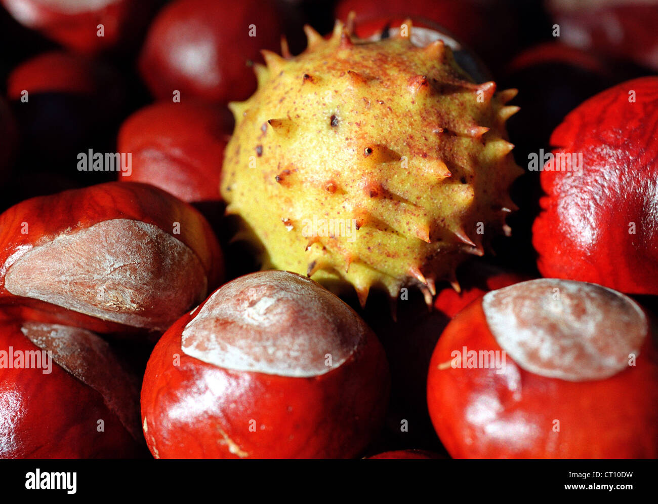 Chestnuts in autumn Stock Photo - Alamy